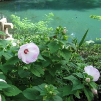 Ann Weems – A Pastor's Heart